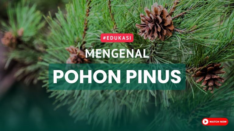 Manfaat Pohon Pinus Menjaga Keberlanjutan Ekosistem Hutan