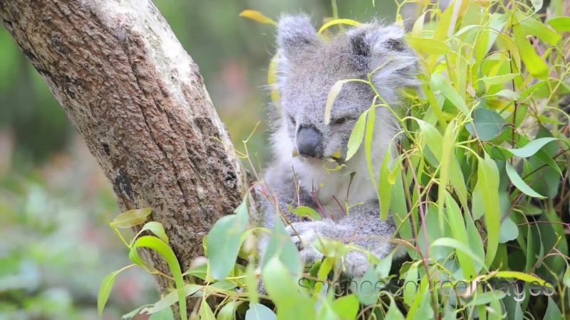 Makanan Utama Koala Daun Ekaliptus Memiliki Serat Yang Tinggi